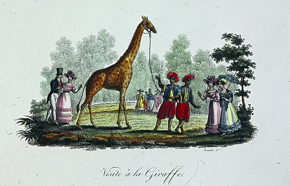 Zarafa, la girafe de Charles X, un animal royal, populaire et ...